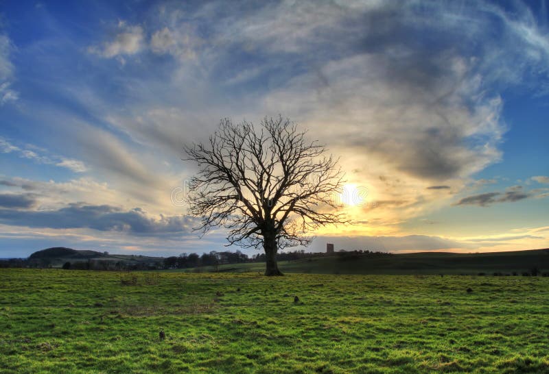 Lonely tree at sunset stock image. Image of cloud, landscape - 13075279