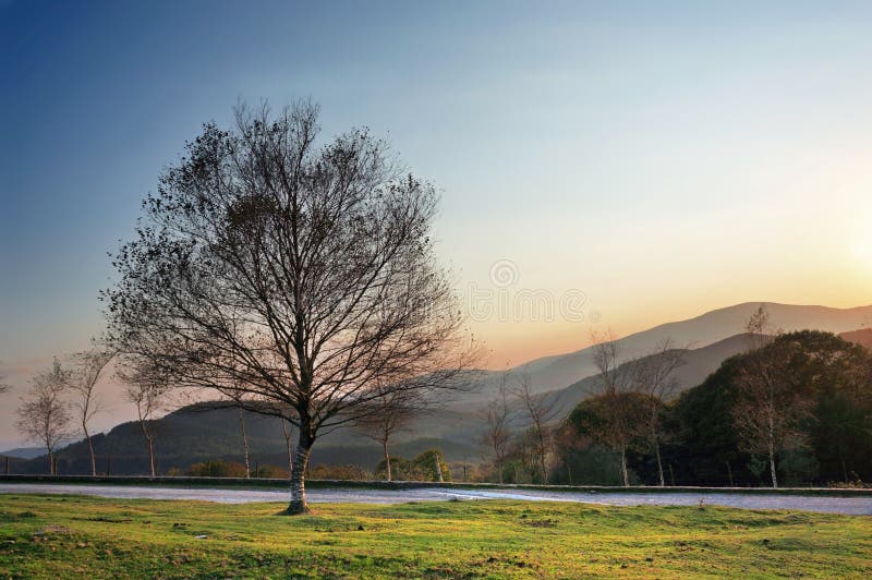Lonely tree at sunset stock photo. Image of solitary - 28000998