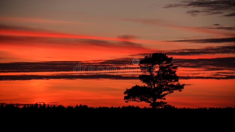 Lonely Tree on Sunset Background. Stock Image - Image of romantic ...