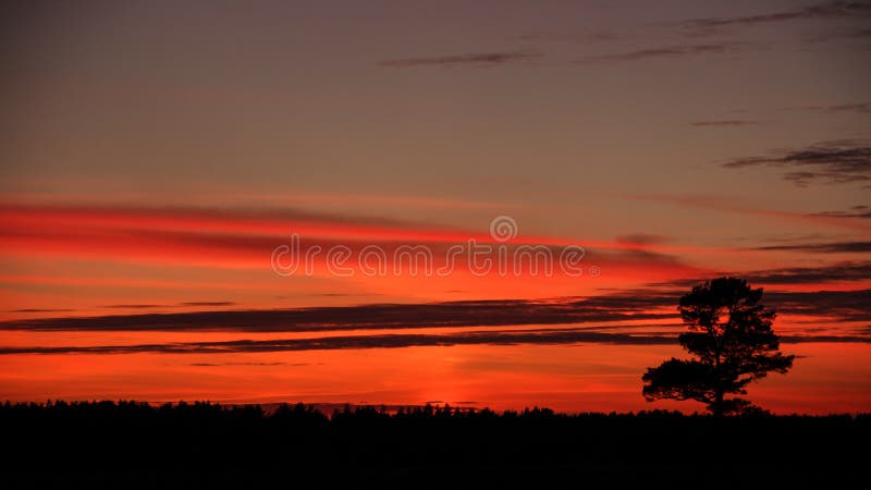 Lonely Tree on Sunset Background. Stock Photo - Image of sight, pillar ...