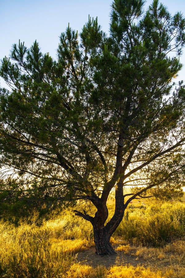 Lonely tree in sunset stock photo. Image of light, evening - 33075302
