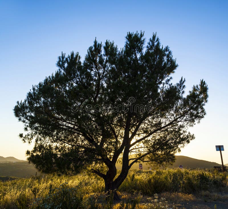 Lonely tree in sunset stock image. Image of lonely, life - 33075669