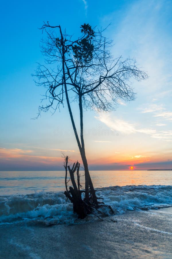 Lonely Sunset stock photo. Image of beach, ocean, silhouette - 13531266