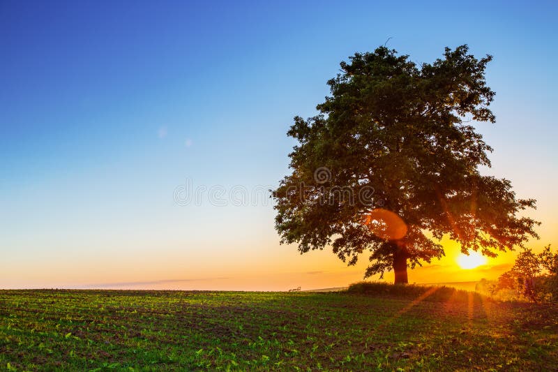 Lonely tree , sunset shot stock image. Image of beautiful - 34478427