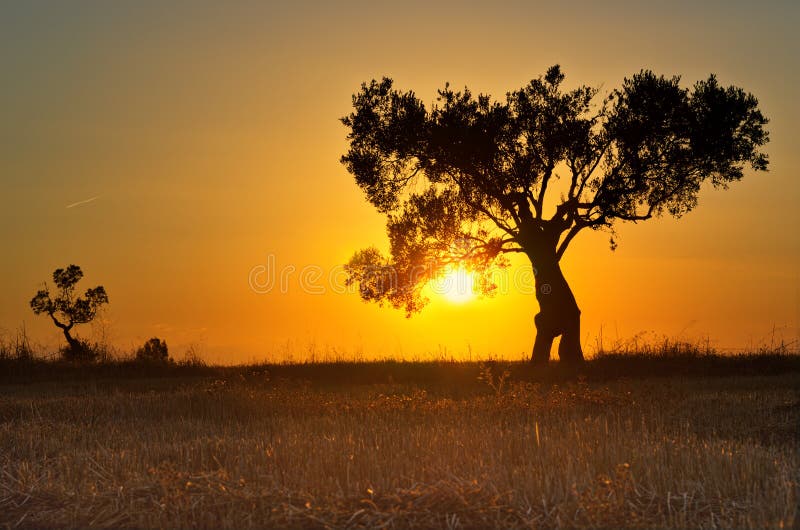 Lonely tree at sunset stock photo. Image of terrain, pine - 33535028
