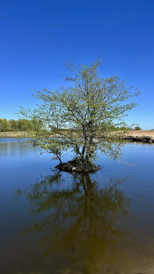 Lonely Tree Surrounded Water Natural Landscape Poland Stock Photos ...