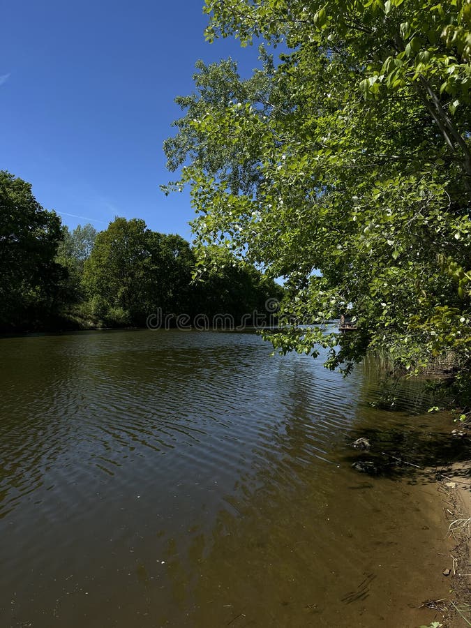 Lonely Tree Surrounded by Water. Natural Landscape Stock Photo - Image ...