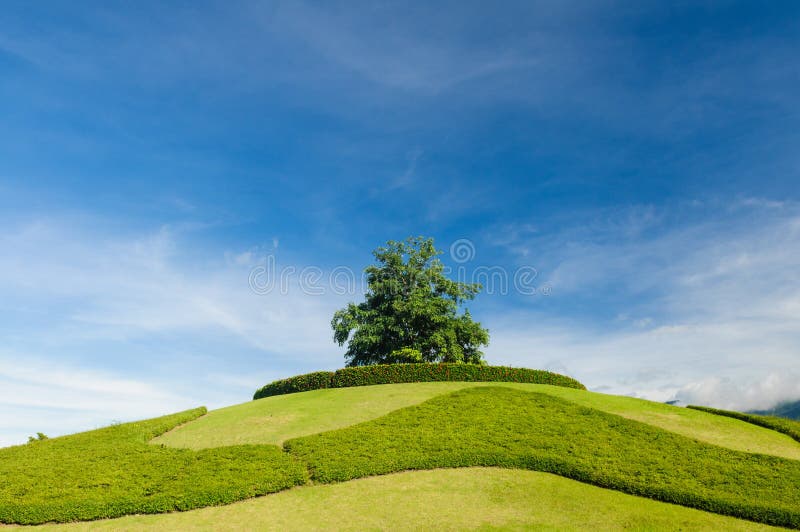 Lonely Tree on the Top of a Hill Stock Photo - Image of natural, lonely ...