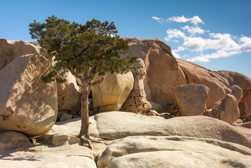 Windswept pine tree stock image. Image of nature, provincial - 6300281