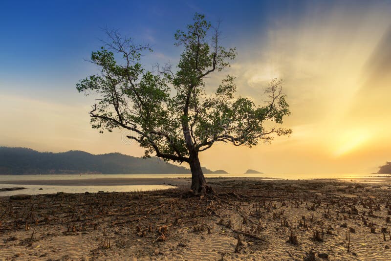 Lonely of a Tree on Tropical Beach during Sunset. - Long Exposure Stock ...