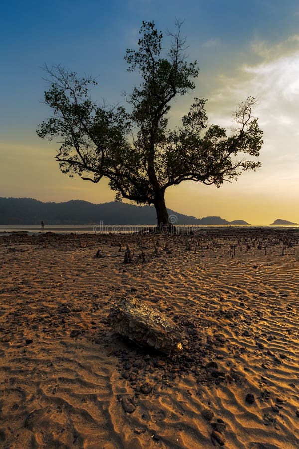 Lonely of a Tree on Tropical Beach during Sunset. - Long Exposure Stock ...