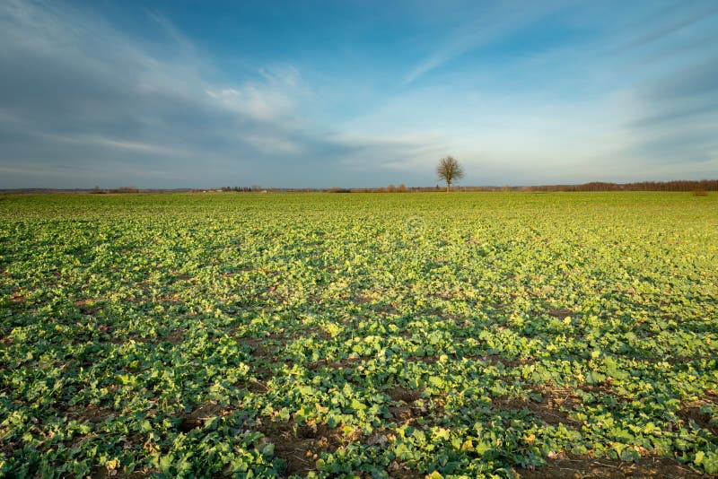 Rows of Turnip Plants in a Field Stock Image - Image of farming, crops ...