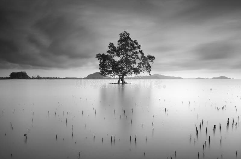 Lonely Tree in the Turquoise Water. Stock Image - Image of flora ...