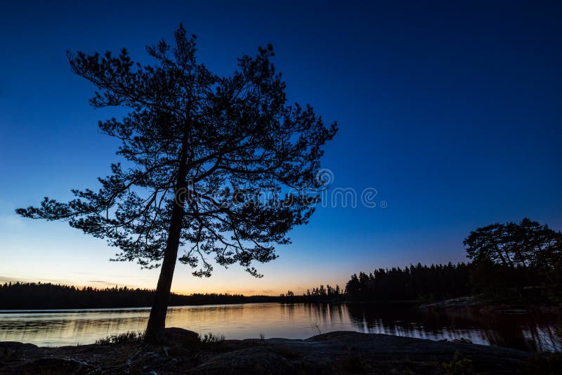 Lonely tree in twilight stock photo. Image of autumn - 63678372
