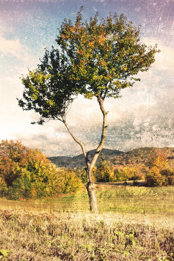 Lonely tree stock photo. Image of night, mountain, danger - 32587378