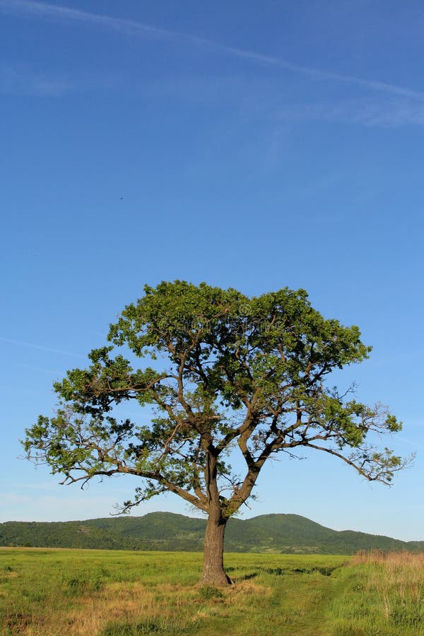 3,146 Lonely Tree Under Blue Stock Photos - Free & Royalty-Free Stock ...
