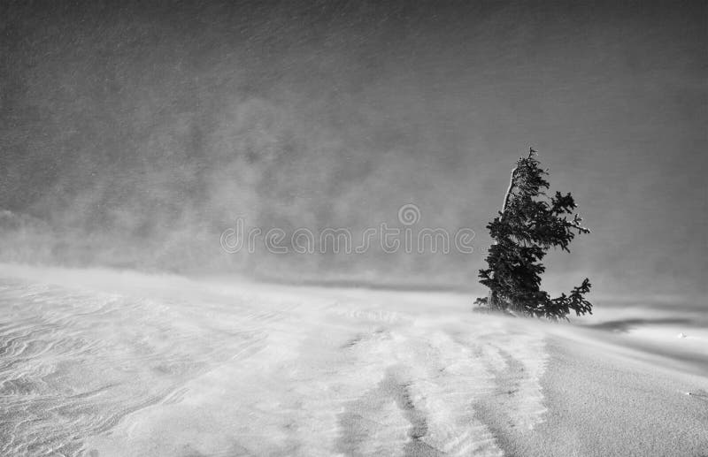 Lonely Tree Under Strong Winter Wind in Mountains Stock Image - Image ...