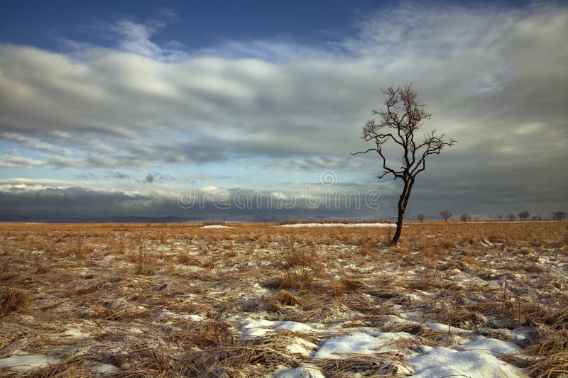 Lonely tree at valley stock image. Image of single, field - 2212757
