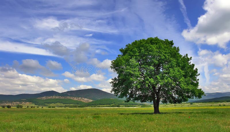 Lonely Tree in the Valley on a Background of Mount Stock Photo - Image ...