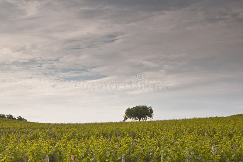 Lonely tree vines stock image. Image of green, europe - 33301435