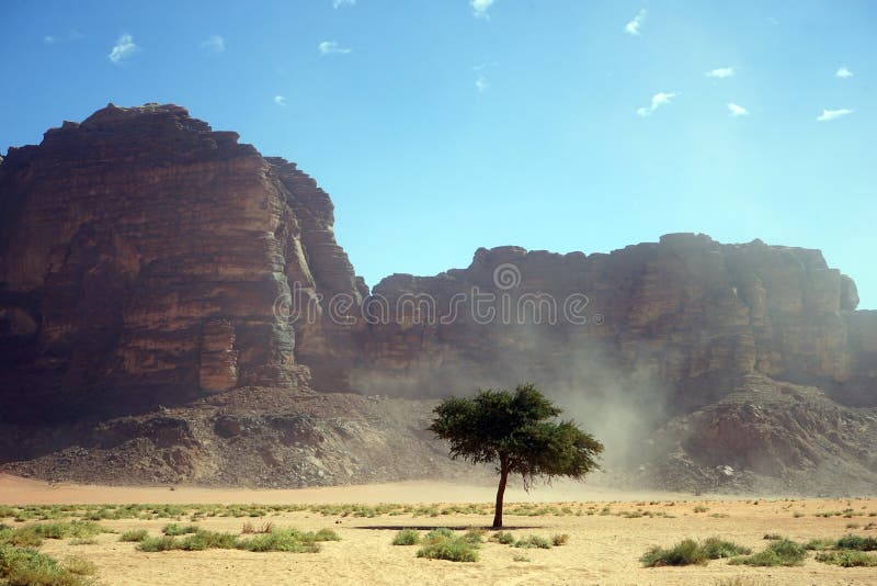 Lonely tree in Wadi Rum stock photo. Image of acacia - 131741614