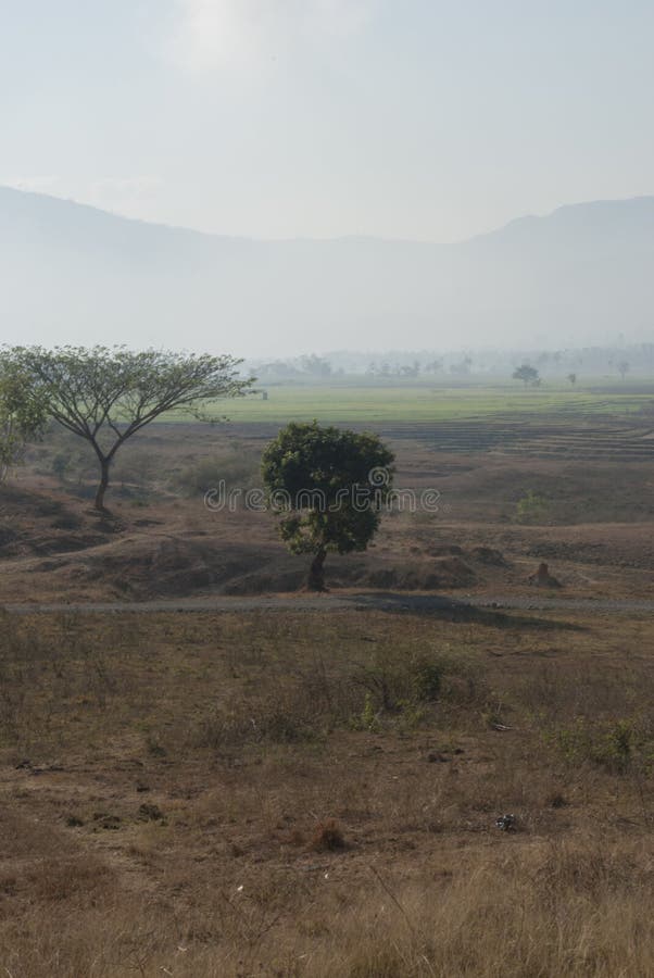 A Lonely Tree Was in the Field in Maliana Timor Leste Stock Image ...
