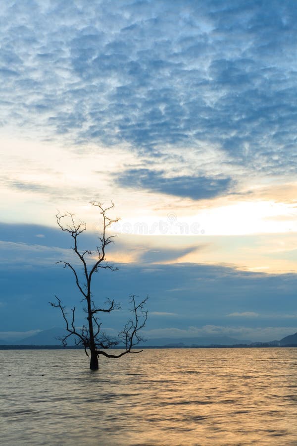 Lonely Tree in Water at Sunset Stock Photo - Image of orange, clouds ...