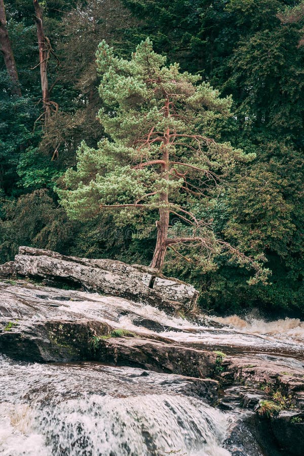 A Lonely Tree in a Waterfall Stock Photo - Image of color, gorge: 161979274
