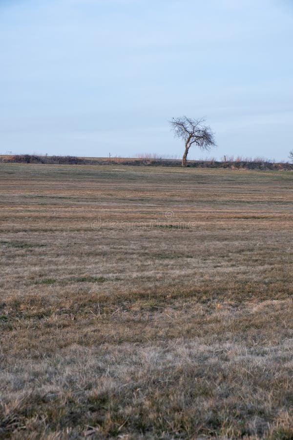 Lonely Tree in Wide Empty Field Stock Image - Image of leafless, scenic ...