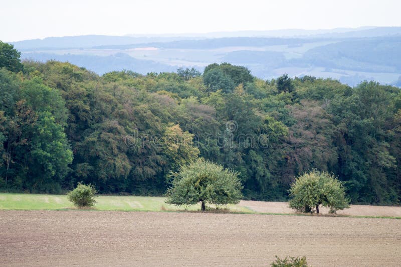 Lonely tree on wide field stock image. Image of nature - 176351393