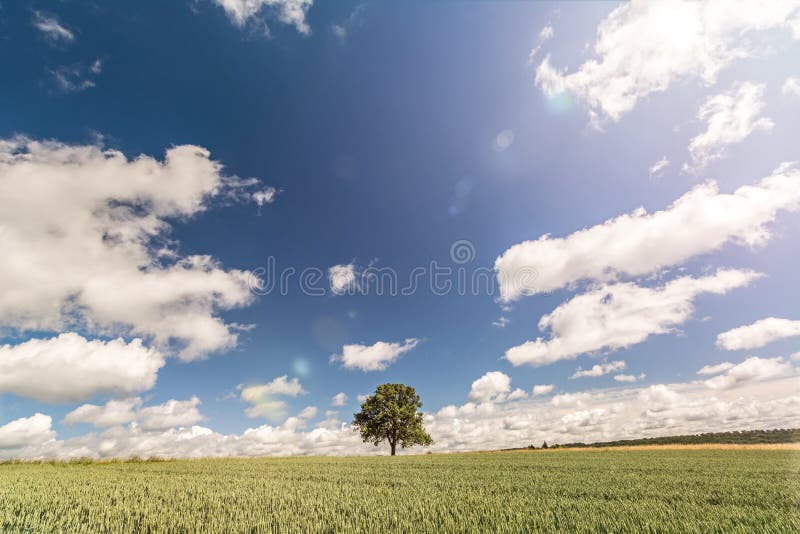 Lonely Tree on a Wide Grain Field Under Dramatic Sky in Summer with ...