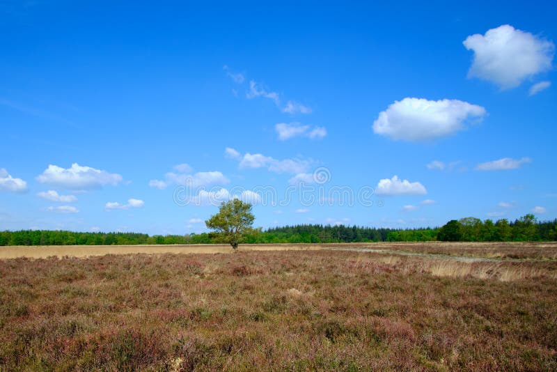 A Lonely Tree in a Wide Heather Field with a Blue Cloudy Sky Background ...