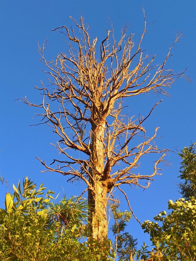Lonely Tree and Will Soon Die Stock Image - Image of branch, autumn ...