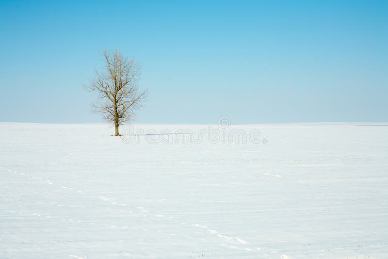 Lonely Tree in Winter Field Stock Photo - Image of field, outdoor: 7742710