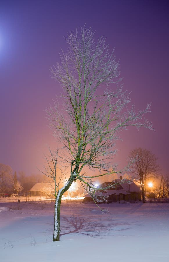 Lonely Tree in Winter at Night. Stock Photo - Image of nature, winter ...
