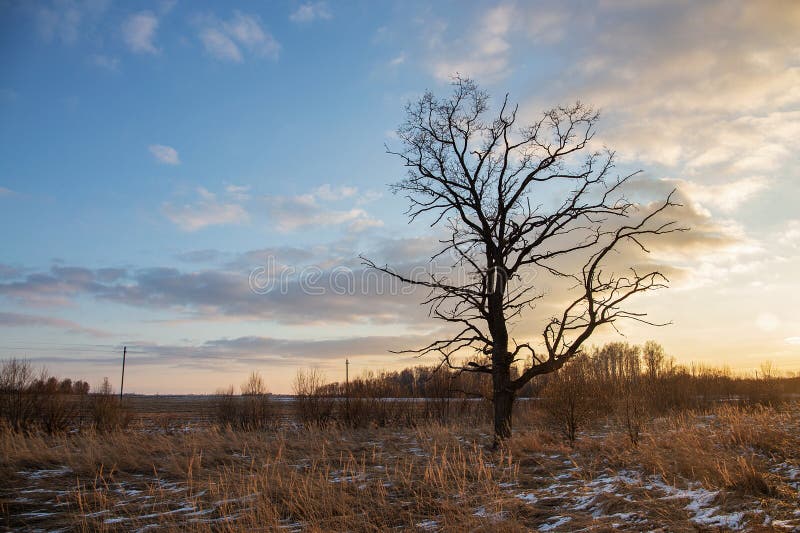 A Lonely Tree in the Winter Sunshine. Lithuanian Nature Stock Image ...