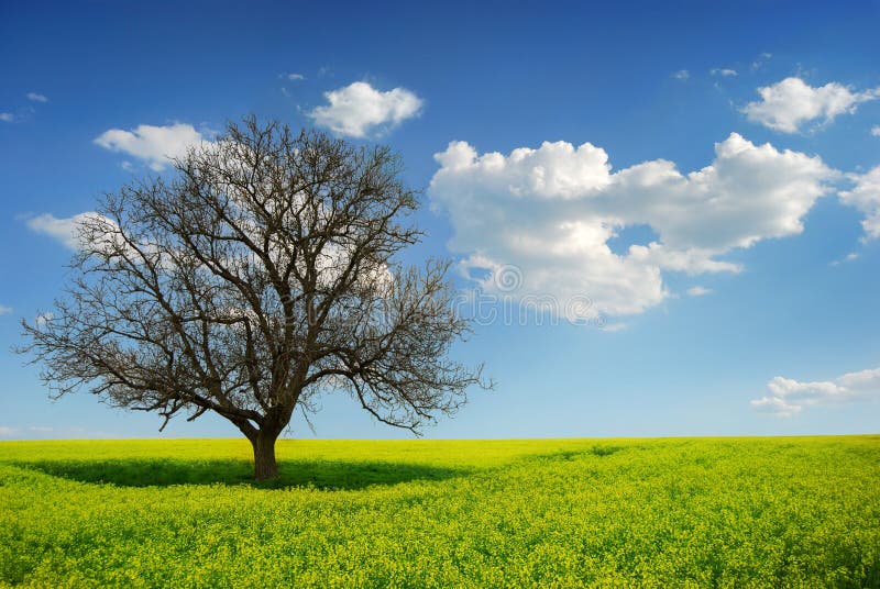 Lonely Tree in a Yellow Field, Morning Stock Photo - Image of fresh ... Lonely Tree in a Yellow Field, Morning Stock Photo - Image of fresh ...