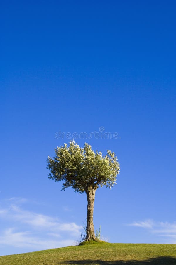 Lonely trees 15 stock photo. Image of green, grass, space - 2842046