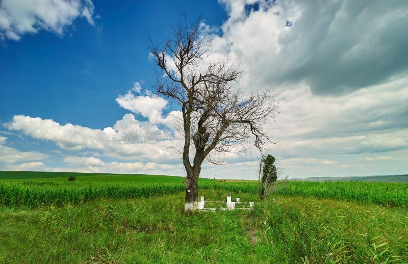 Lonely Trees Landscape stock image. Image of beautiful - 59013705