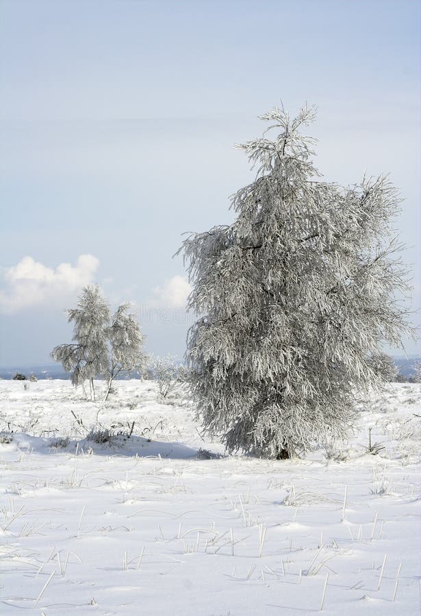 Lonely Trees on a Snowy Meadow Stock Image - Image of pure, crystal: 515065