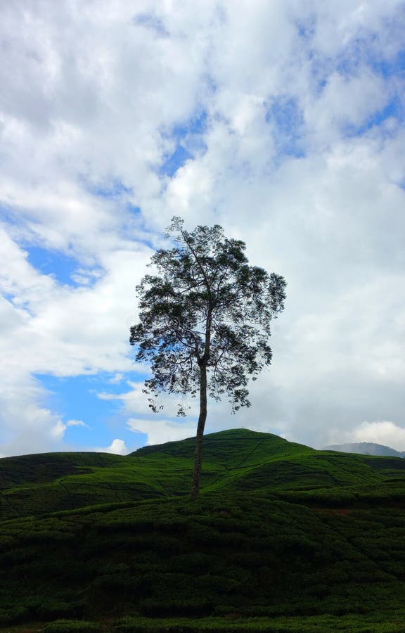 Lonely Trees, Tree on the Hill, Mountain Hill, Green Landscape Stock ...