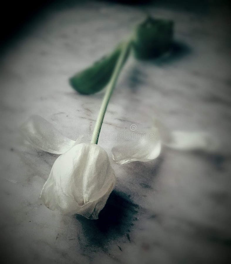 Lonely tulip stock photo. Image of lonely, sadness, white - 158376410