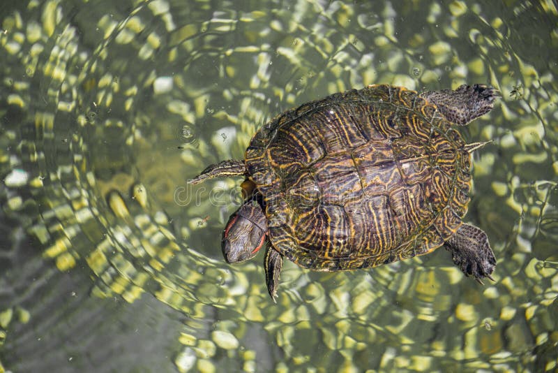 Lonely turtle stock image. Image of natural, nature, amphibian - 15977687