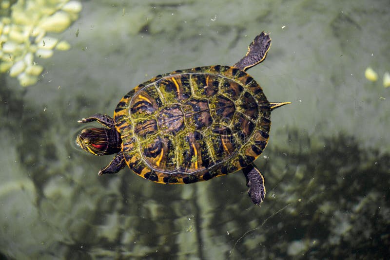 Lonely turtle stock image. Image of natural, nature, amphibian - 15977687