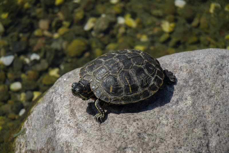 Lonely turtle stock image. Image of natural, nature, amphibian - 15977687