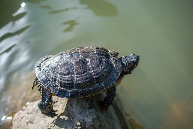 Lonely turtle stock image. Image of natural, nature, amphibian - 15977687