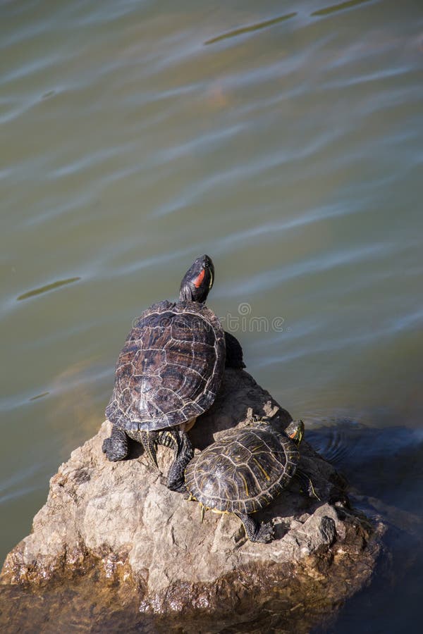 Lonely turtle stock image. Image of natural, nature, amphibian - 15977687