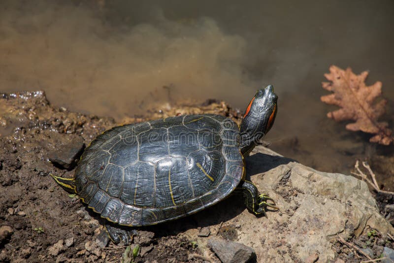 Lonely turtle stock image. Image of natural, nature, amphibian - 15977687