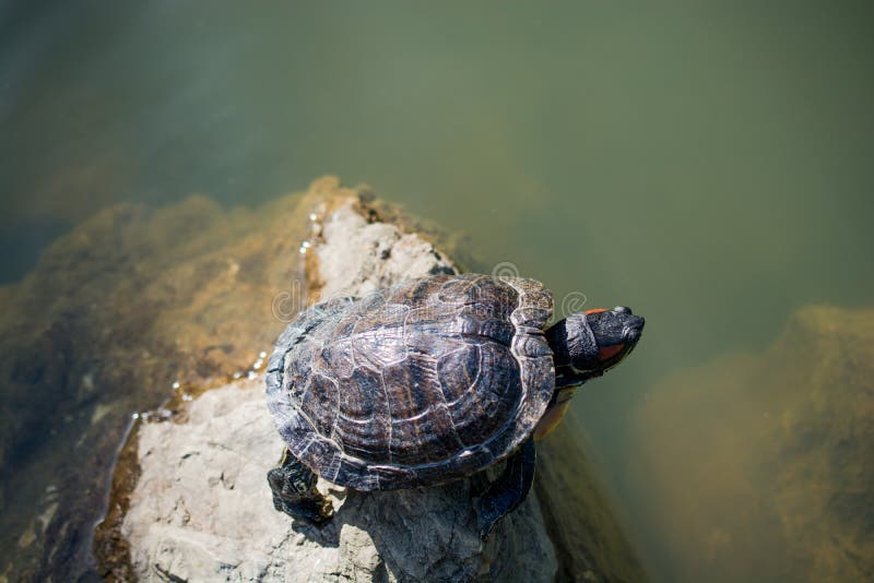 Lonely turtle stock image. Image of natural, nature, amphibian - 15977687