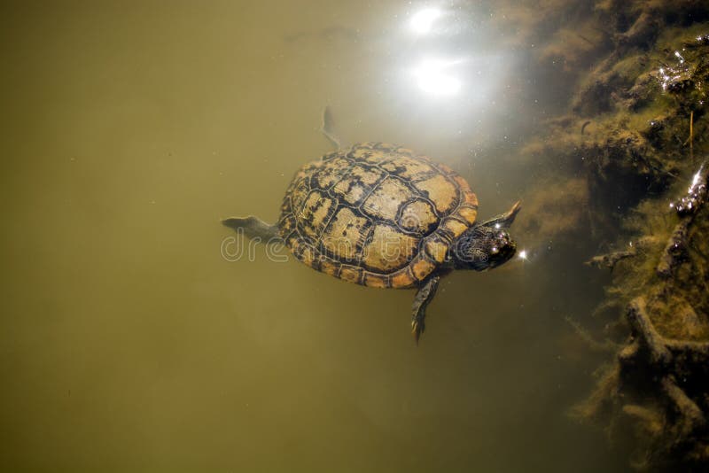Lonely Turtle Swimming in a Lake Stock Photo - Image of reptile ...